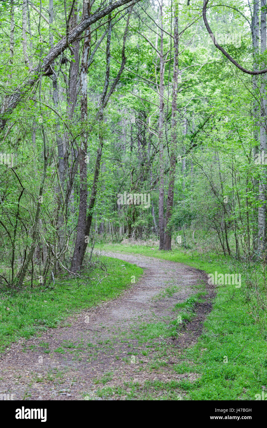 A dirt trail through a lush green forest in the spring Stock Photo - Alamy