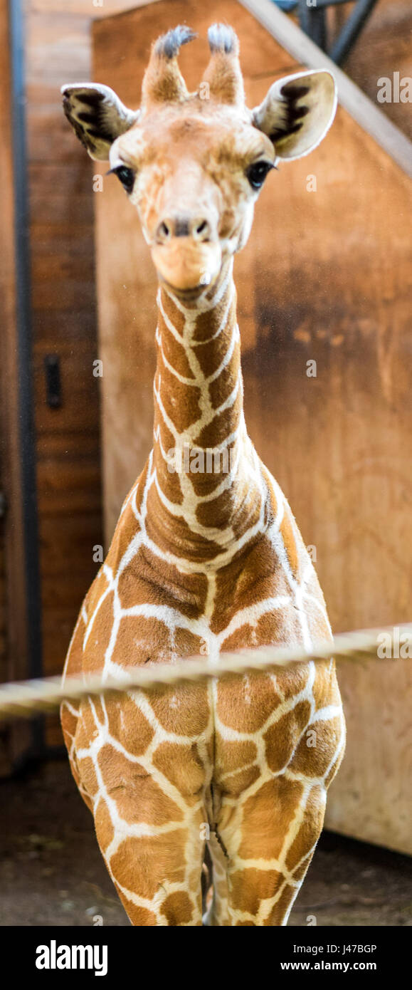 Baby Giraffe inside the barn High Detail Profile Stock Photo - Alamy