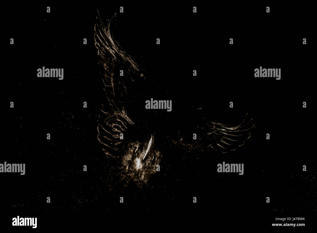 Bird imprint on window hi-res stock photography and images - Alamy