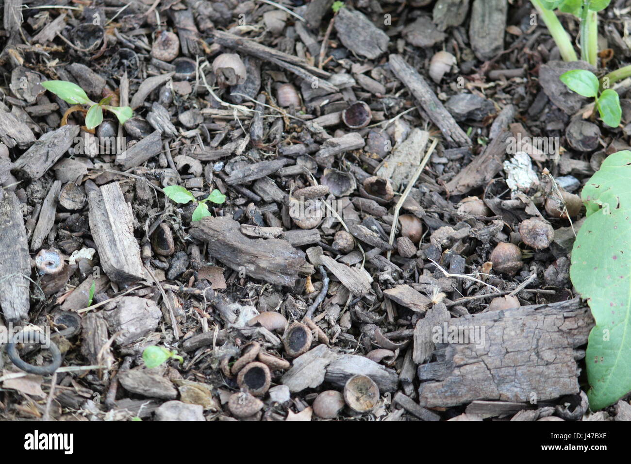Ground bark hi-res stock photography and images - Alamy