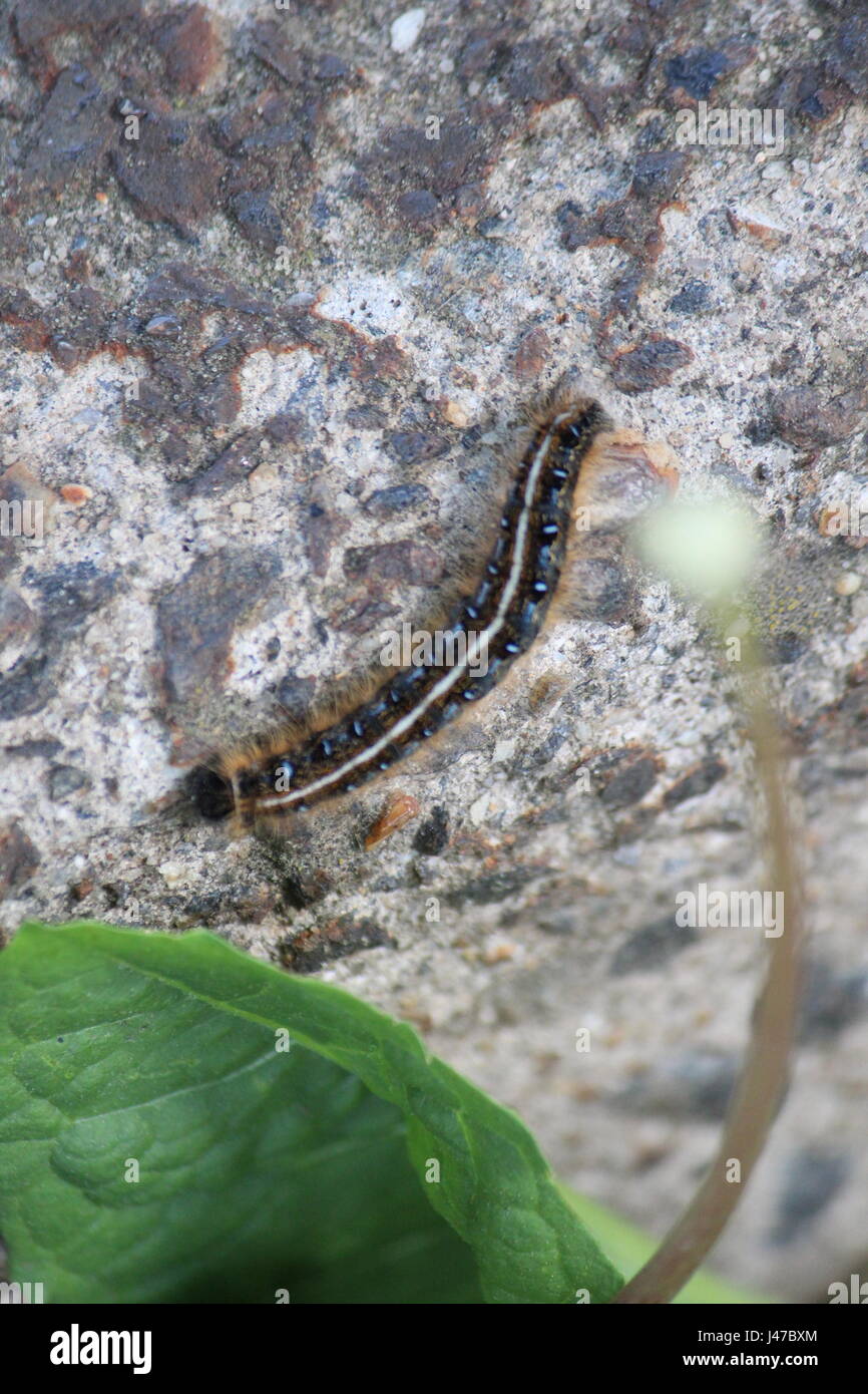 Caterpillar in the Park Stock Photo - Alamy