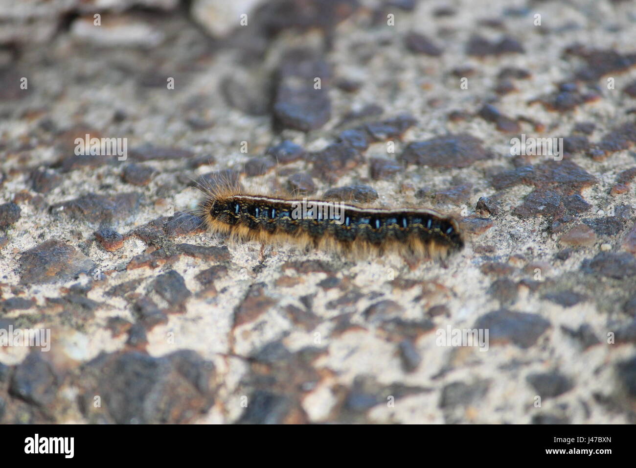 Caterpillar in the Park Stock Photo - Alamy