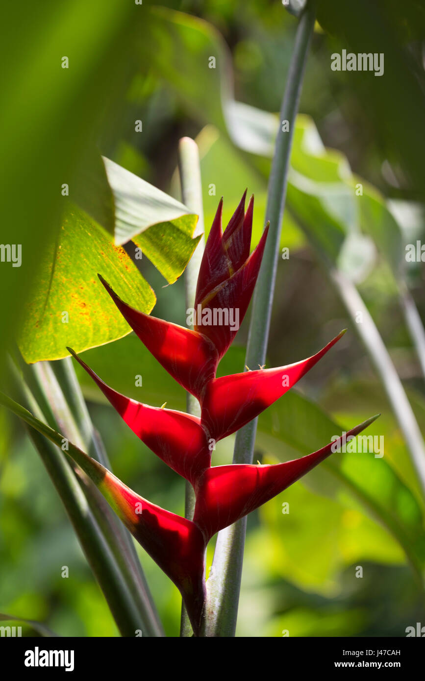 Heliconia caribaea ‘Purpurea’ (Wild Plantain) a red heliconia on the ...