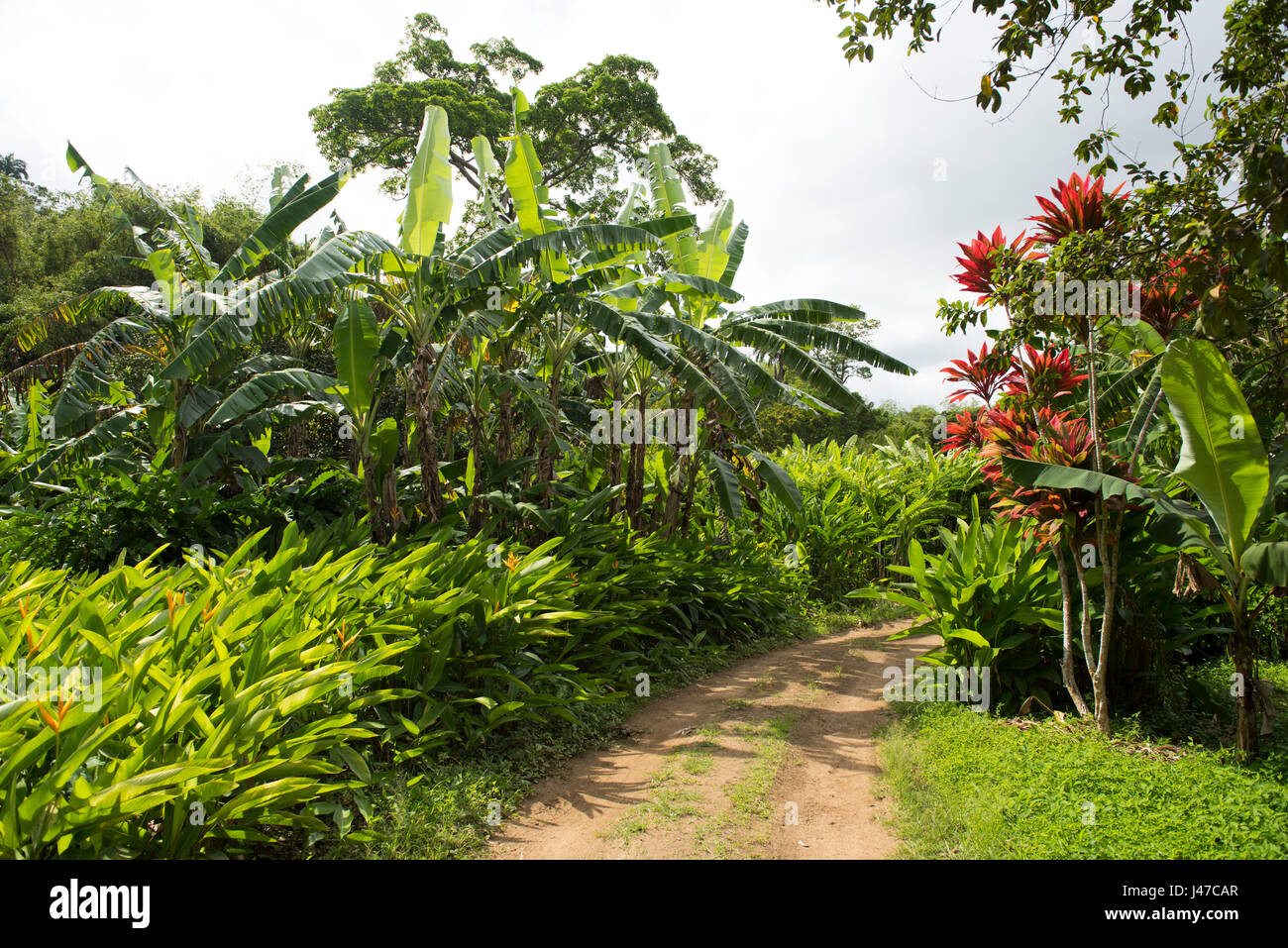 Heliconia and other tropical plants growing on the Balthazar Estate ...
