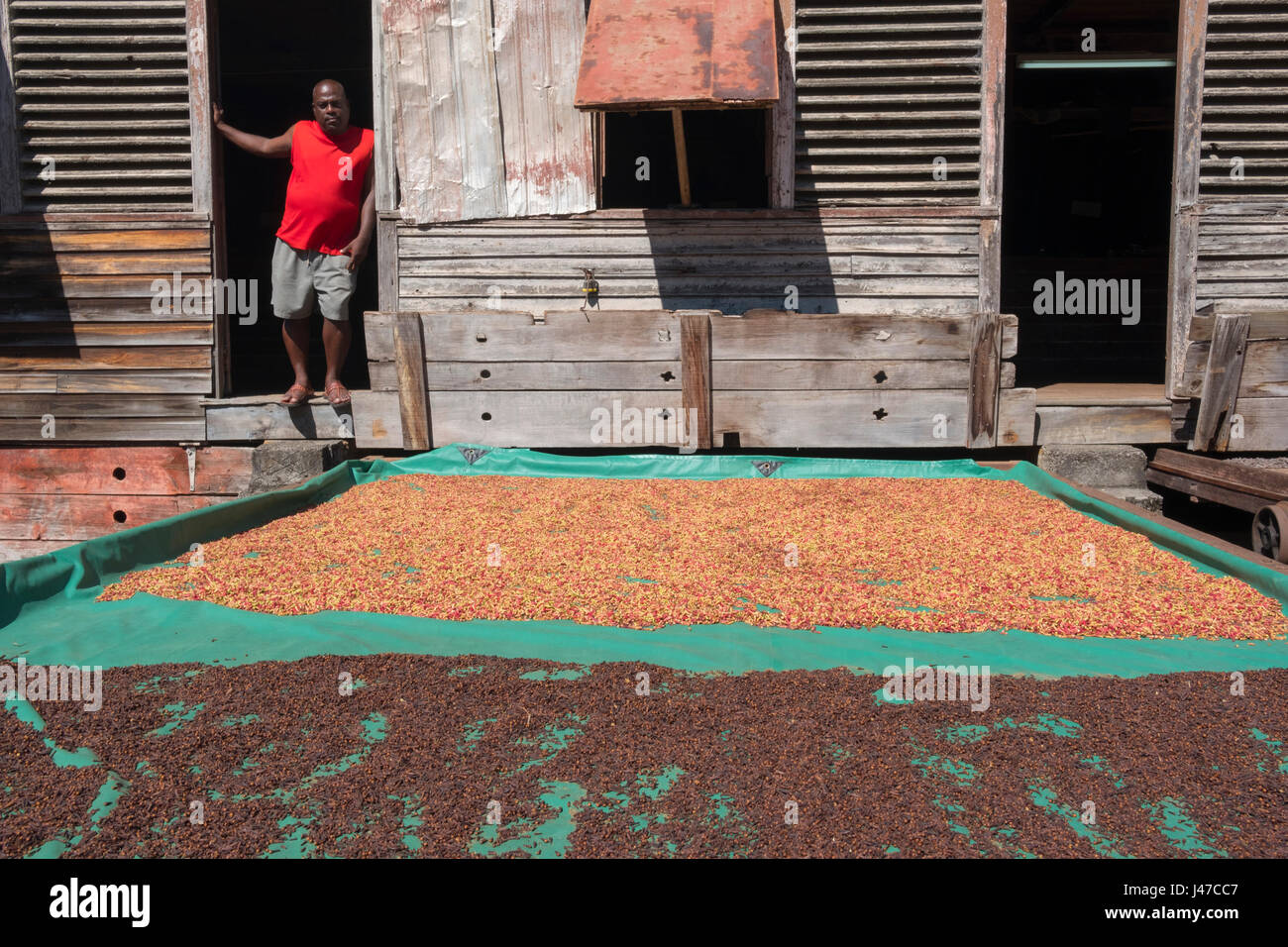 Trays of cloves drying in the sun at the drying house (boucan) on the ...