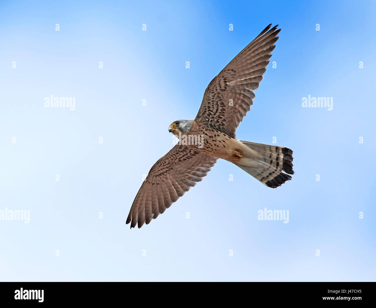 Lesser kestrel in flight with blue skies in the background Stock Photo ...