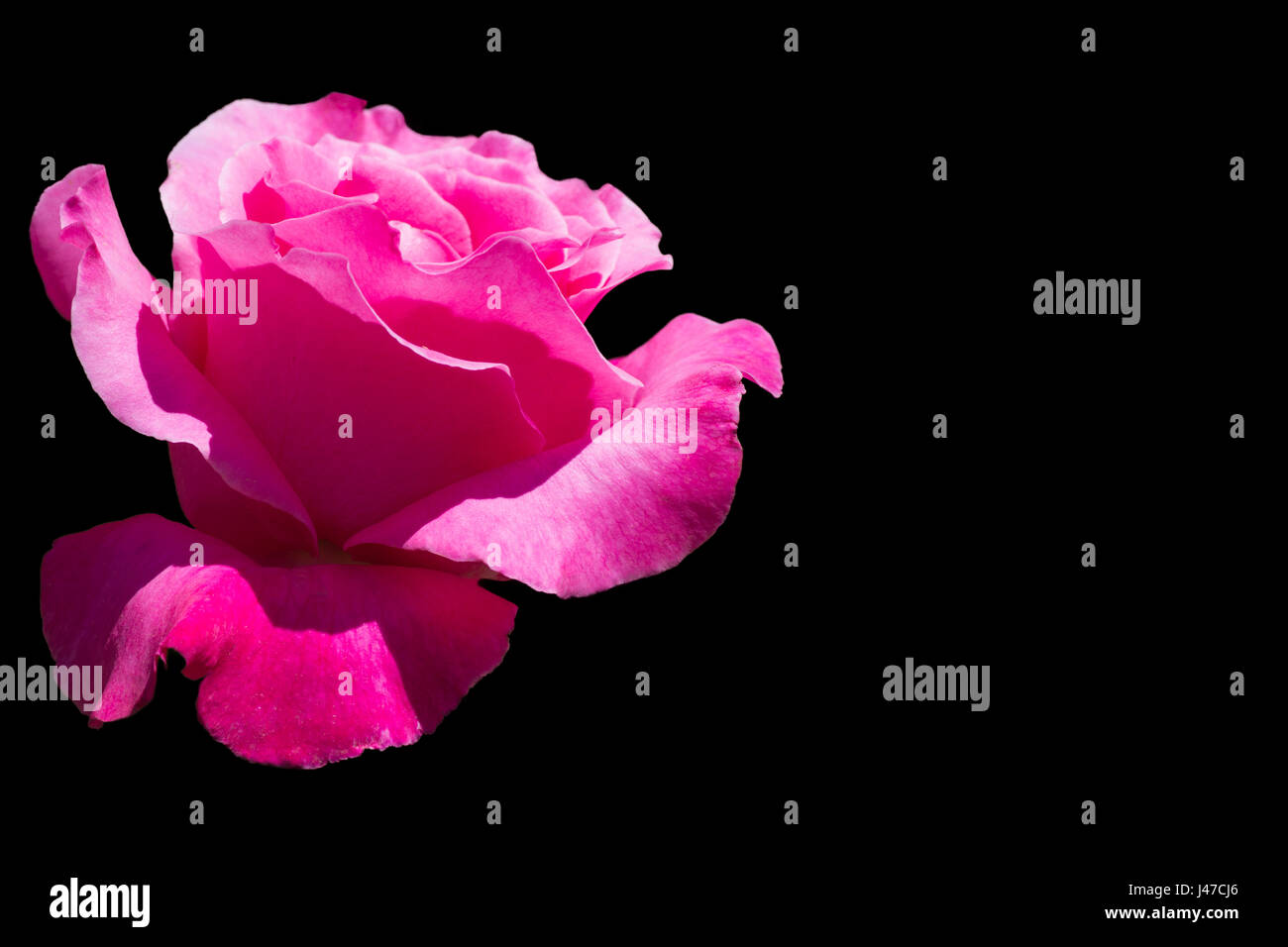 Pink rose isolated on black with copy space on the right Stock Photo ...