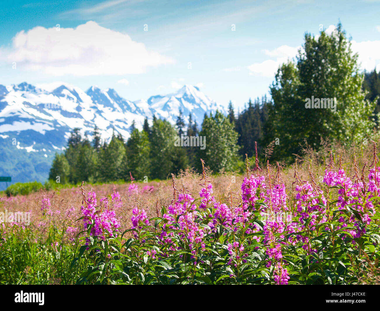 Pink wildflower fireweed in foreground of Alaskan landscape with ...