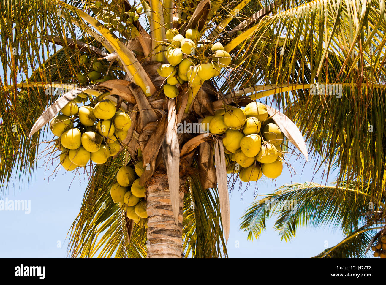 Looking up into the heart of a coconut tree fully loaded with ripe ...