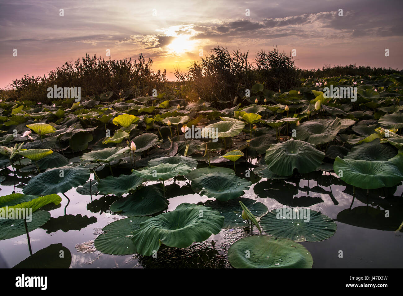Lotus flowers on river Mincio Italy during a sunny day Stock Photo - Alamy