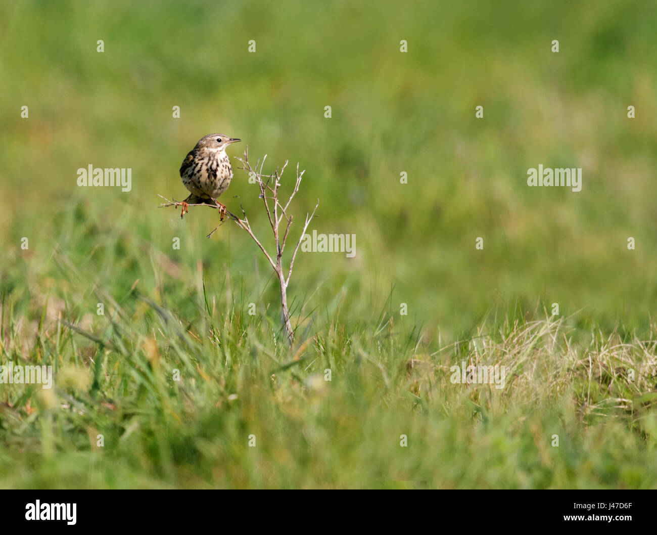 Meadow Pipit (Anthus pratensis) perches on a plant stem in the evening ...