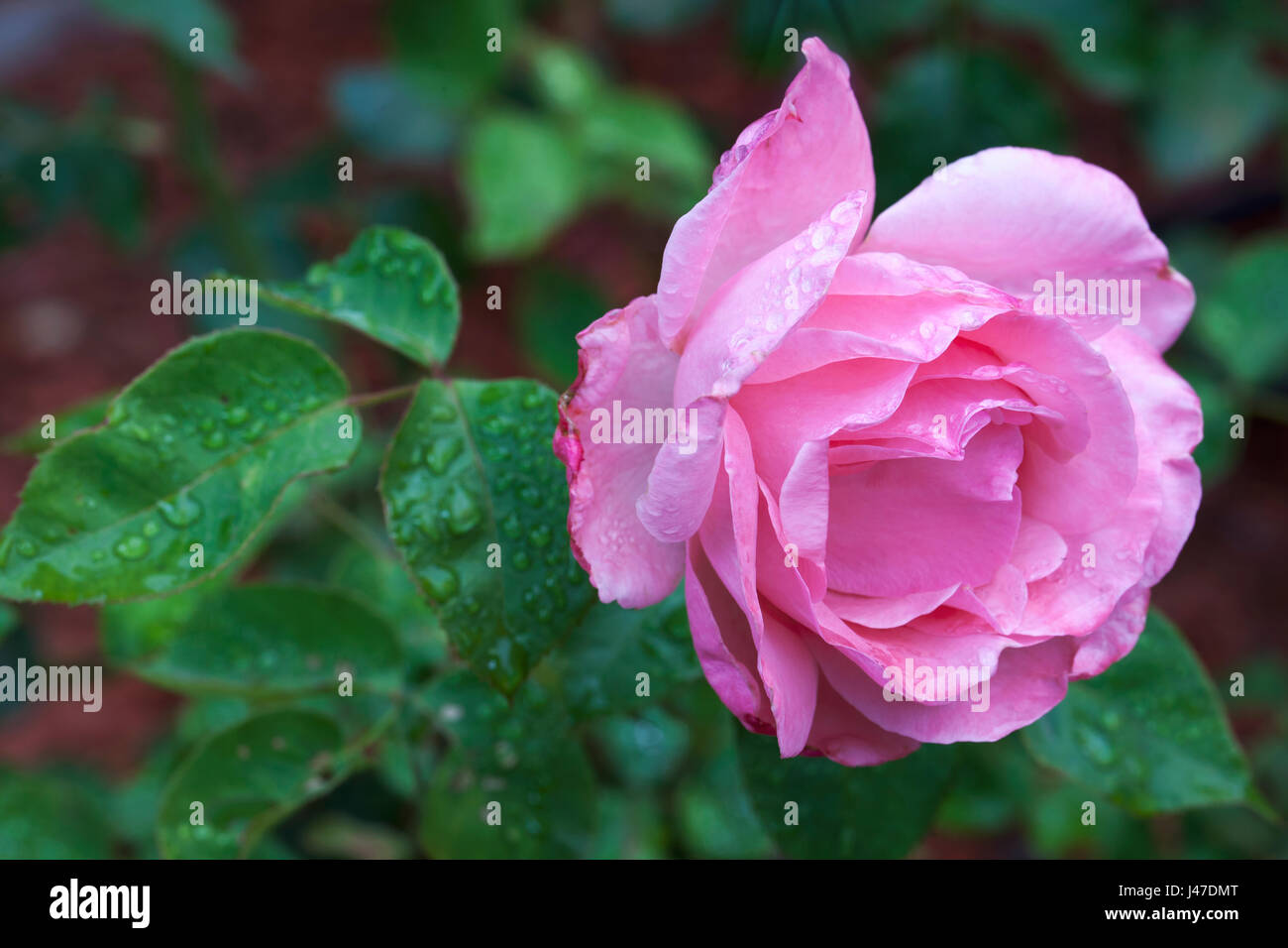 Beautiful wet pink rose in full bloom covered with drops of rain Stock ...