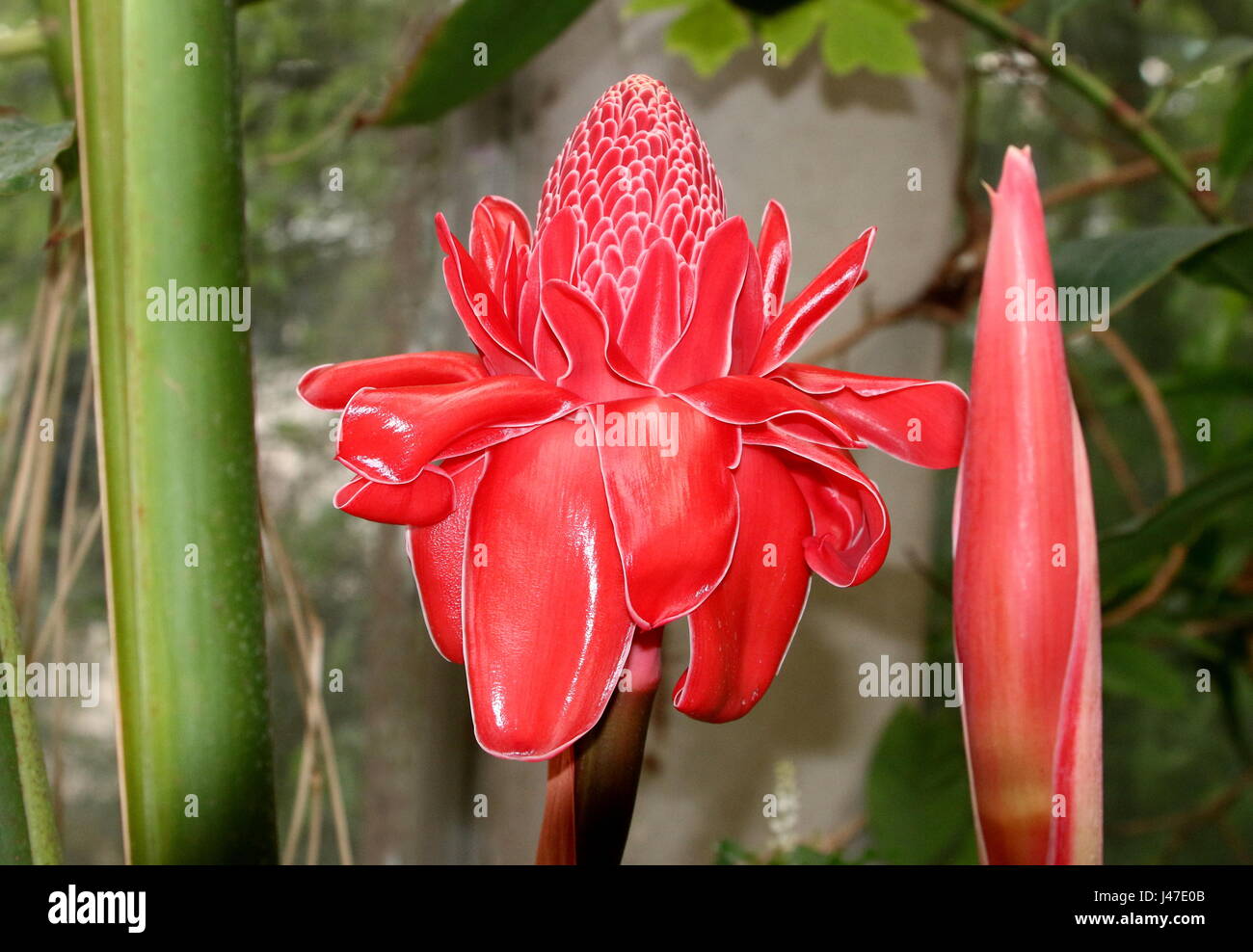 Bunga kantan hi-res stock photography and images - Alamy