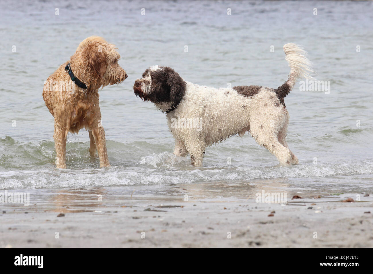 Two dogs meeting hi-res stock photography and images - Alamy