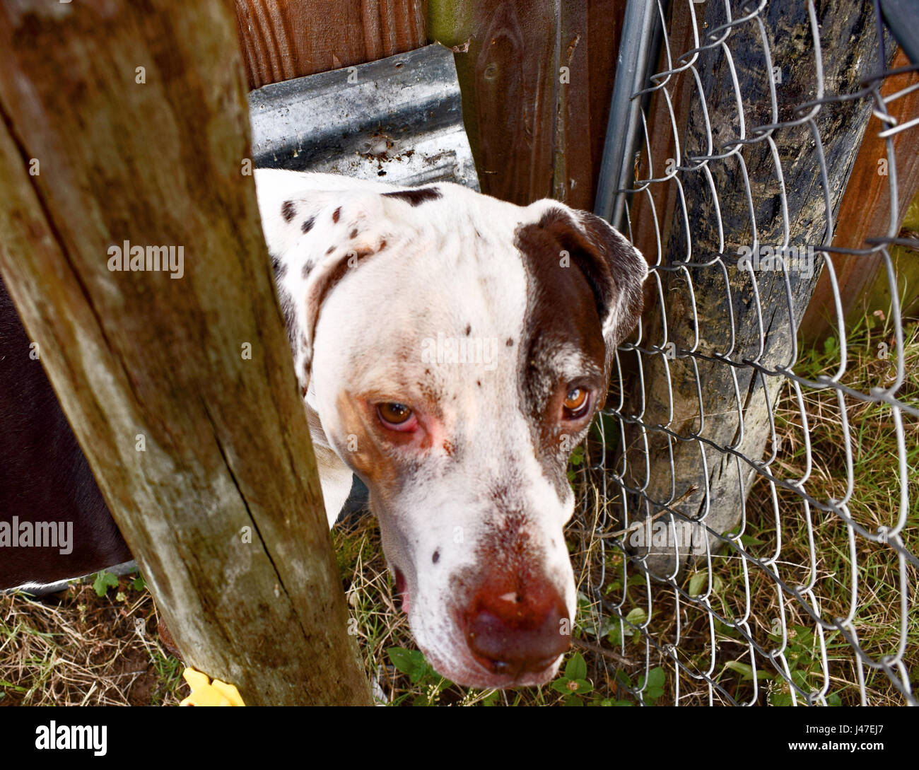 Pointer dog looking around fence post up at camera Stock Photo - Alamy