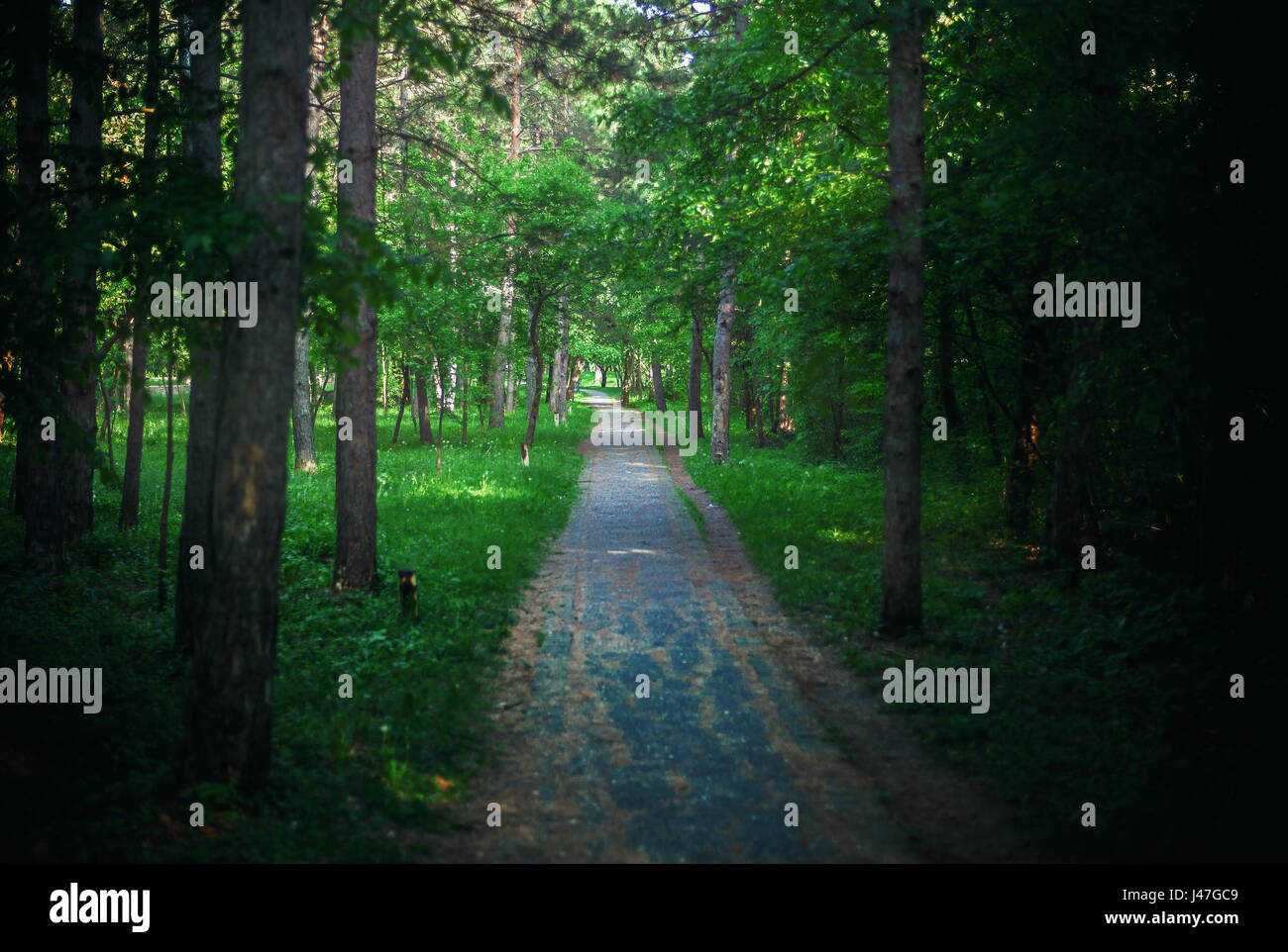 Park landscape, dark ambient with tall trees and fresh grass, spring ...