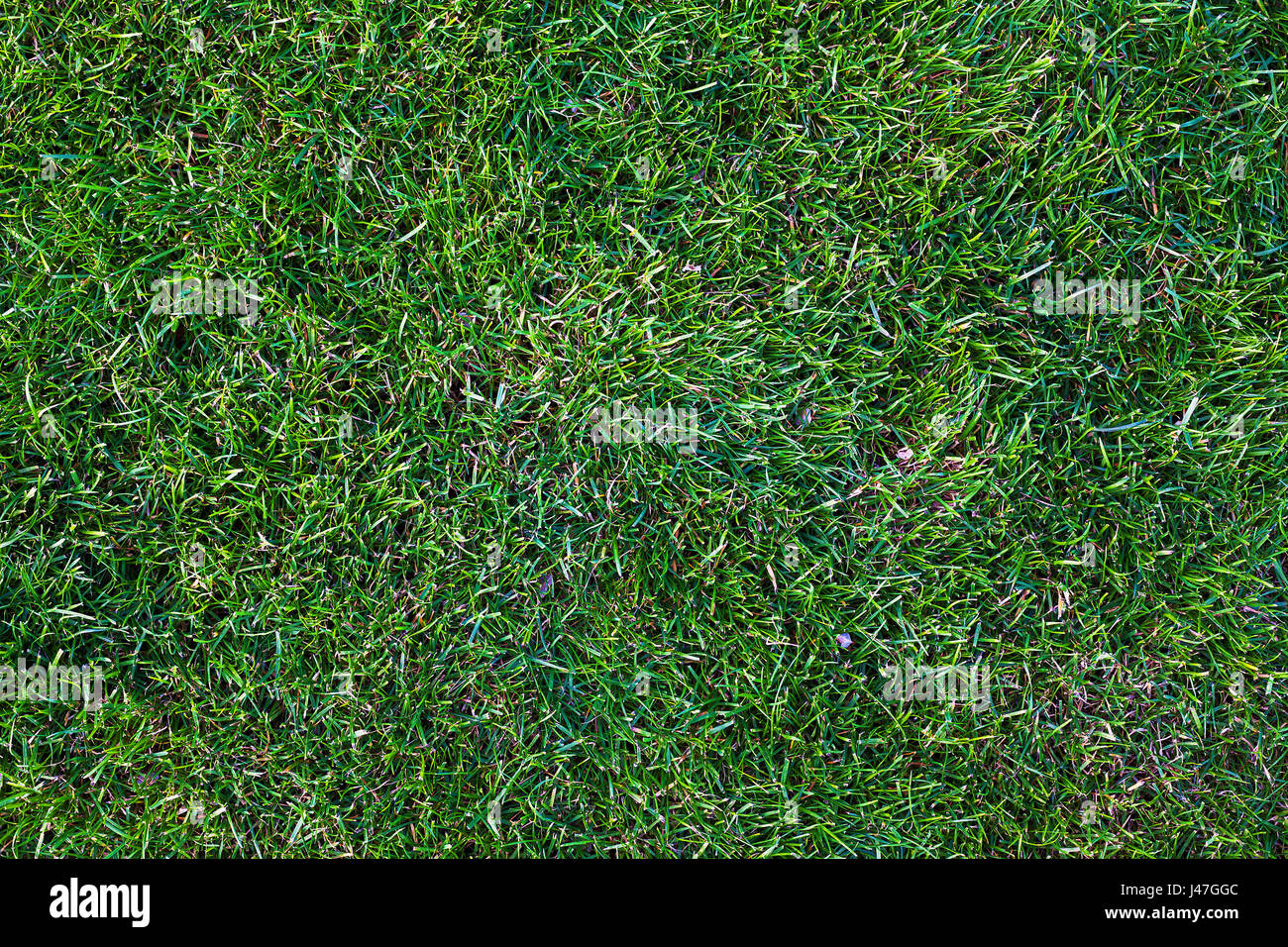 Fresh green grass texture details, view from above Stock Photo - Alamy