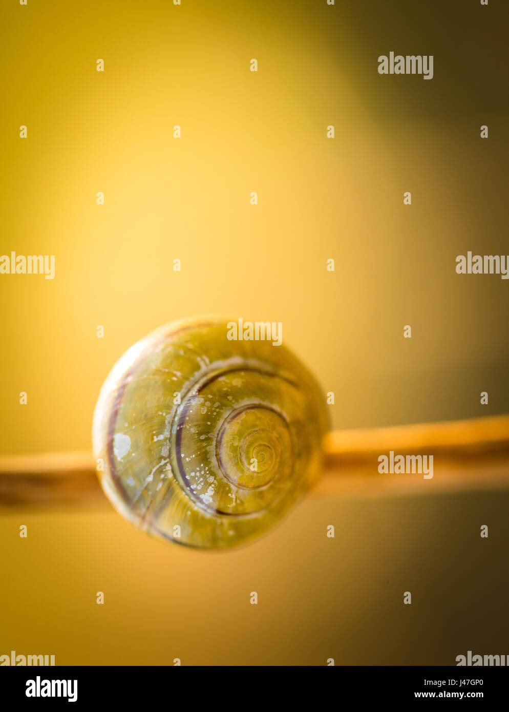 Beautiful macro of snail sleeping in shell on plant. Snail shell ...