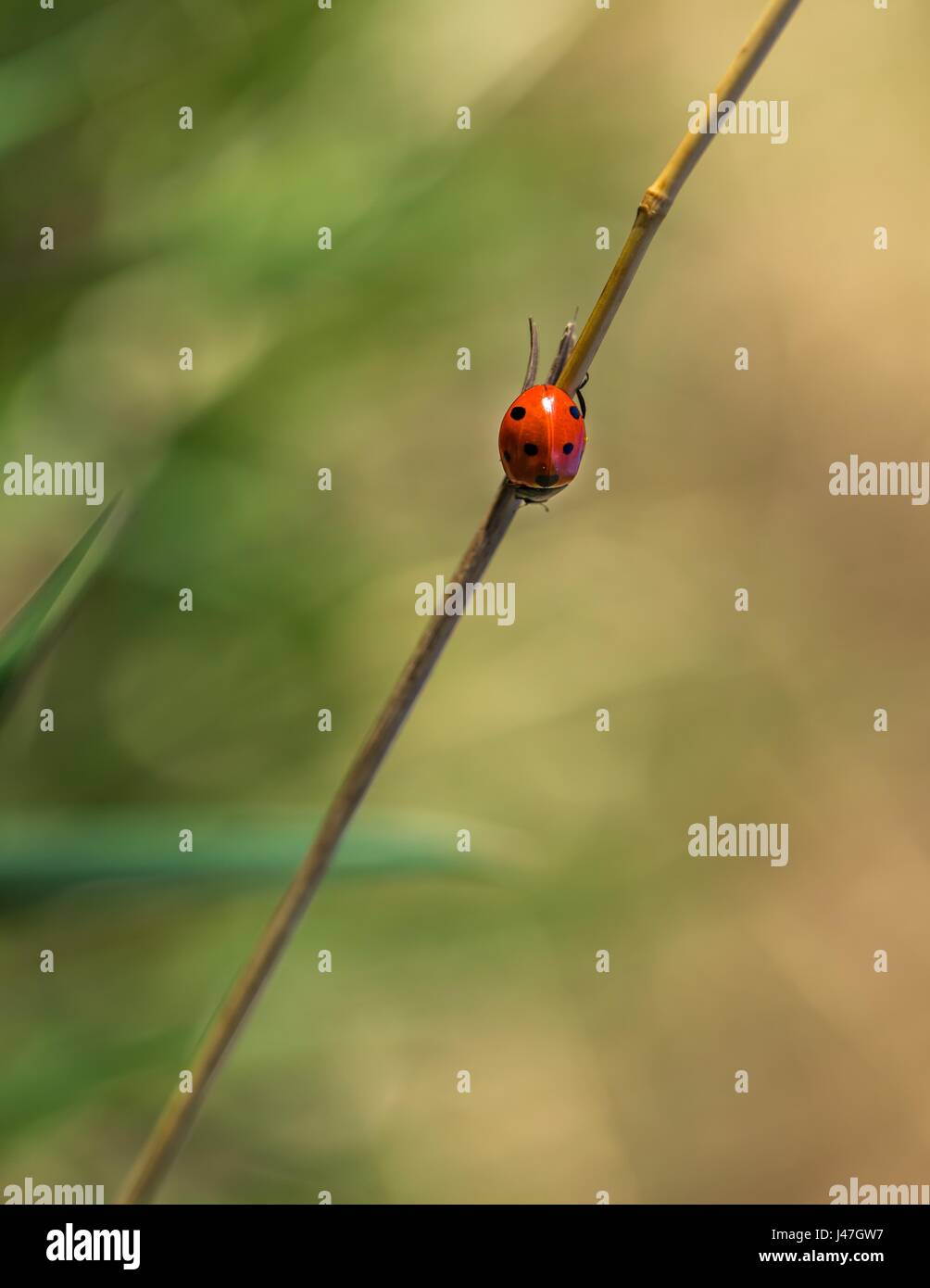 Macro of ladybug sitting on plant. Spring close up of ladybird Stock ...