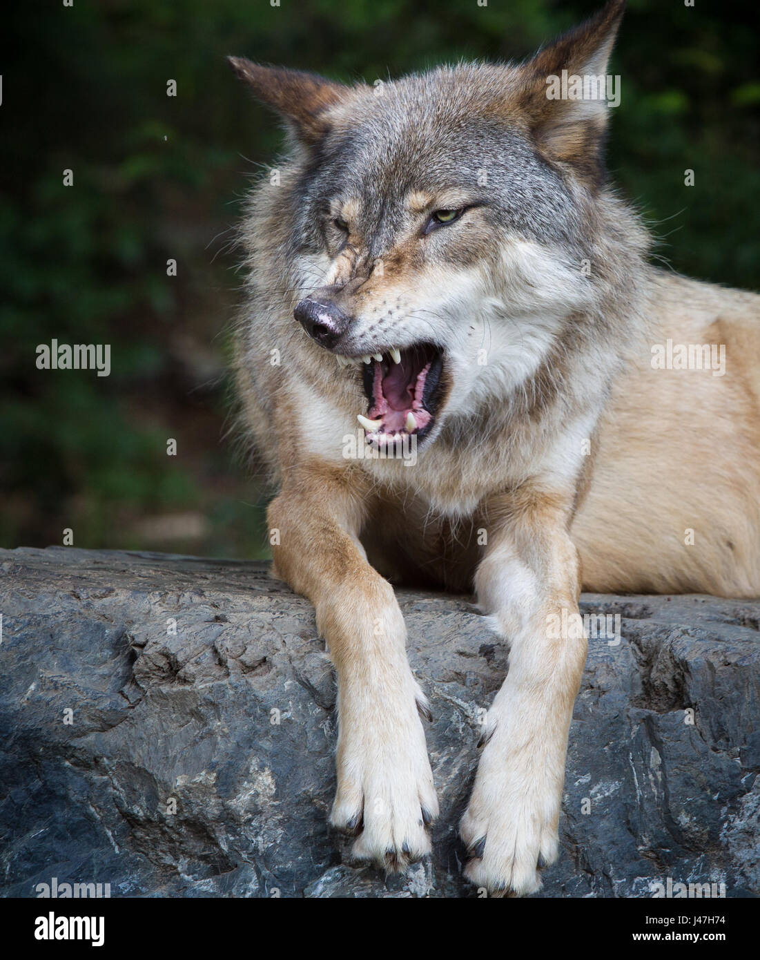 Savage fierce hi-res stock photography and images - Alamy