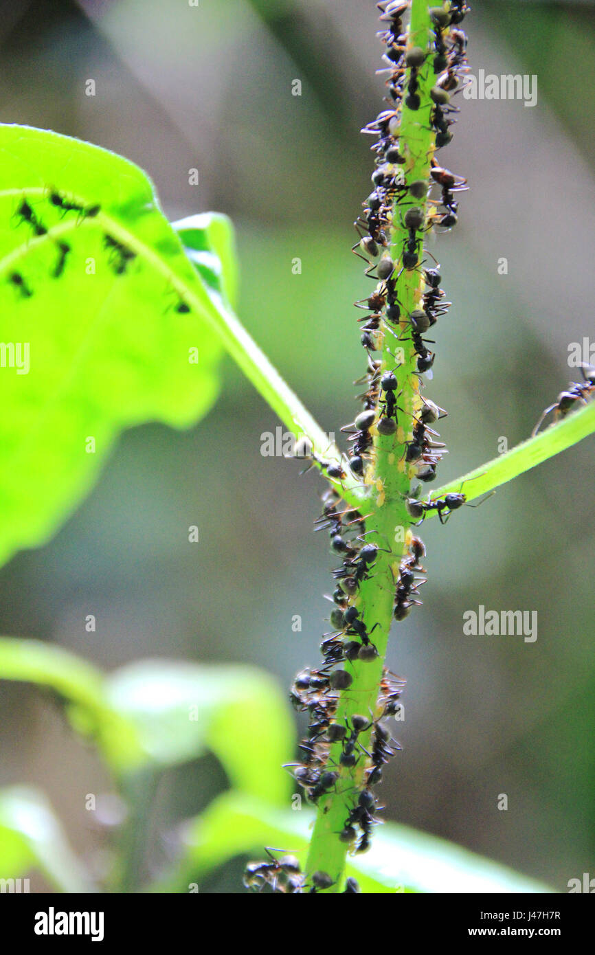 ant hanging in a branch , can be background Stock Photo - Alamy
