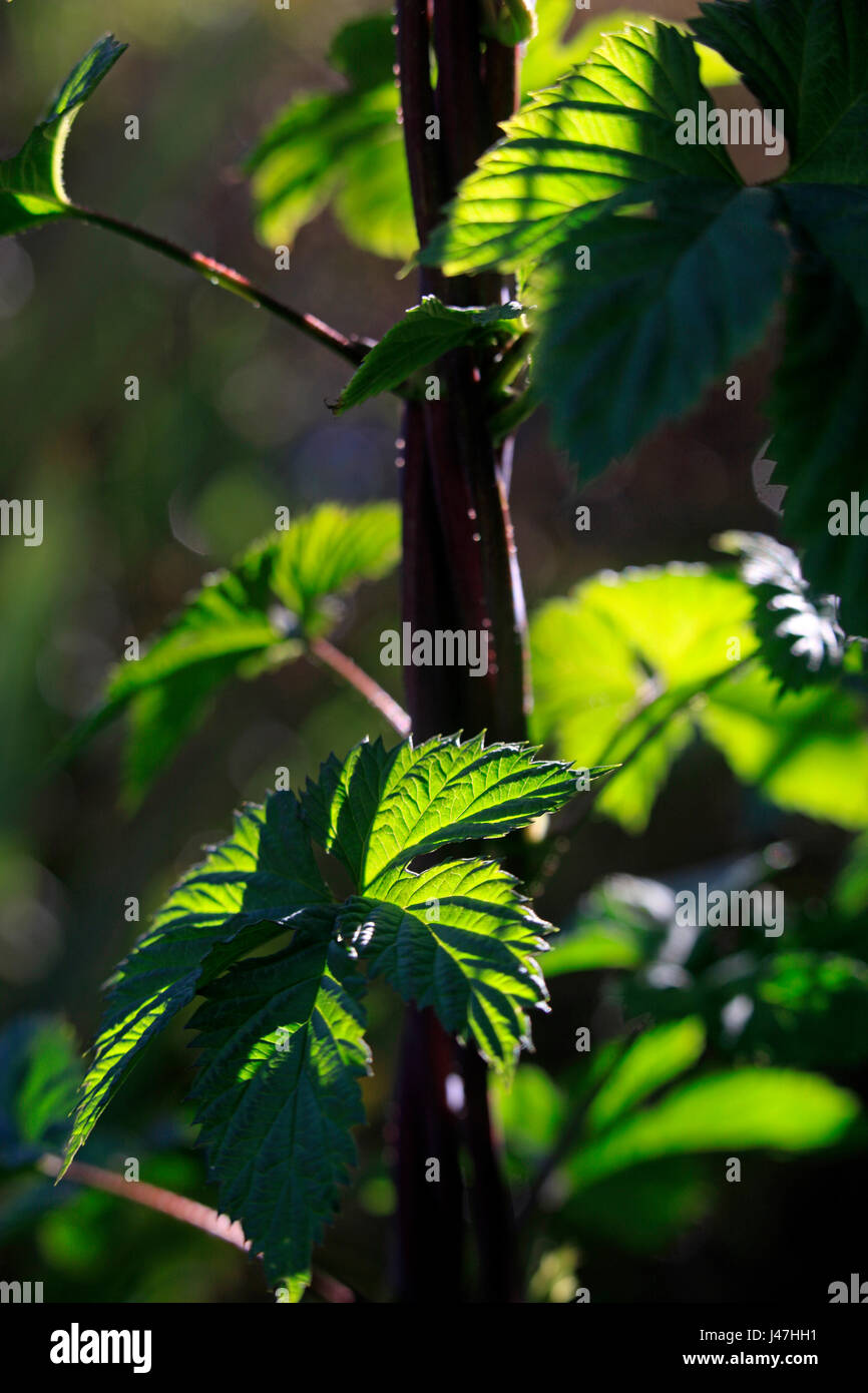 Wild hops hi-res stock photography and images - Alamy