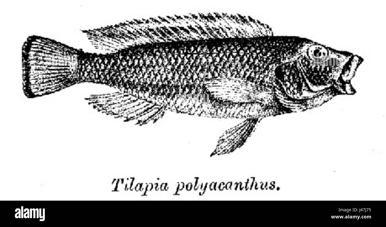 Polyacanthus Black and White Stock Photos & Images - Alamy