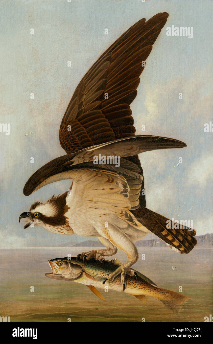 This image features the Osprey bird and Weakfish, likely highlighting ...