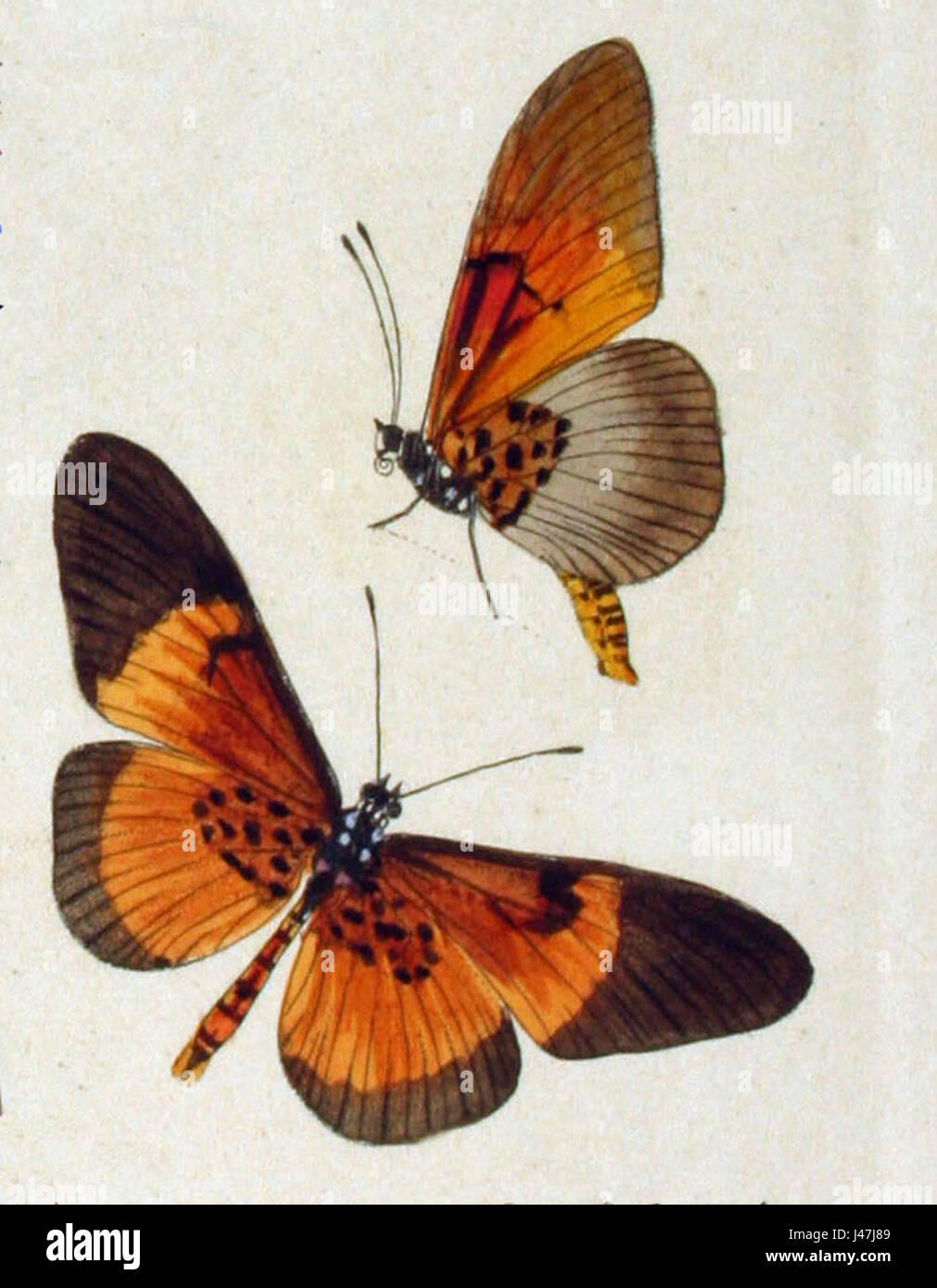 NovaraExpZoologischeTheilLepidopteraAtlasTaf46 Bematistes alcinoe Stock ...