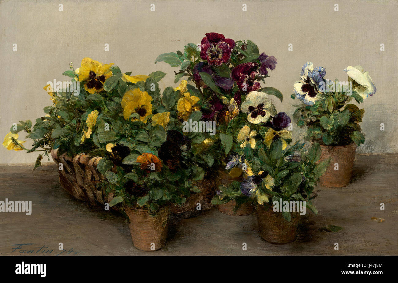 This image represents pansies, a type of flowering plant known for its ...