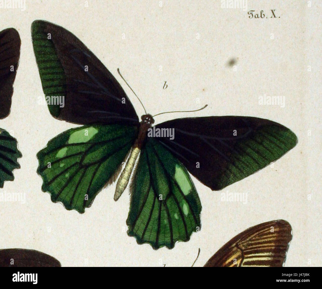 Papilio Latinus is a species of butterfly in the family Papilionidae ...