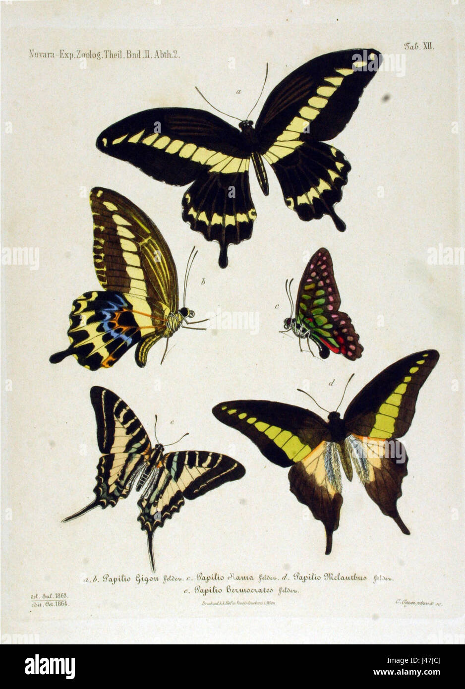 This illustration, from the Novara Expeditionâ€™s Zoological Atlas ...