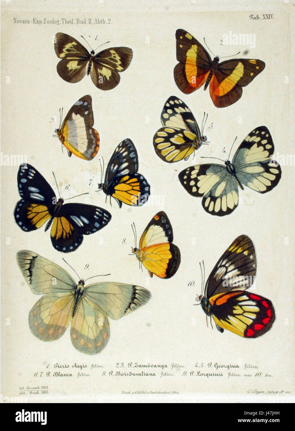 Plate 24 from the 'Atlas of Lepidoptera' in the 'Zoologische ...