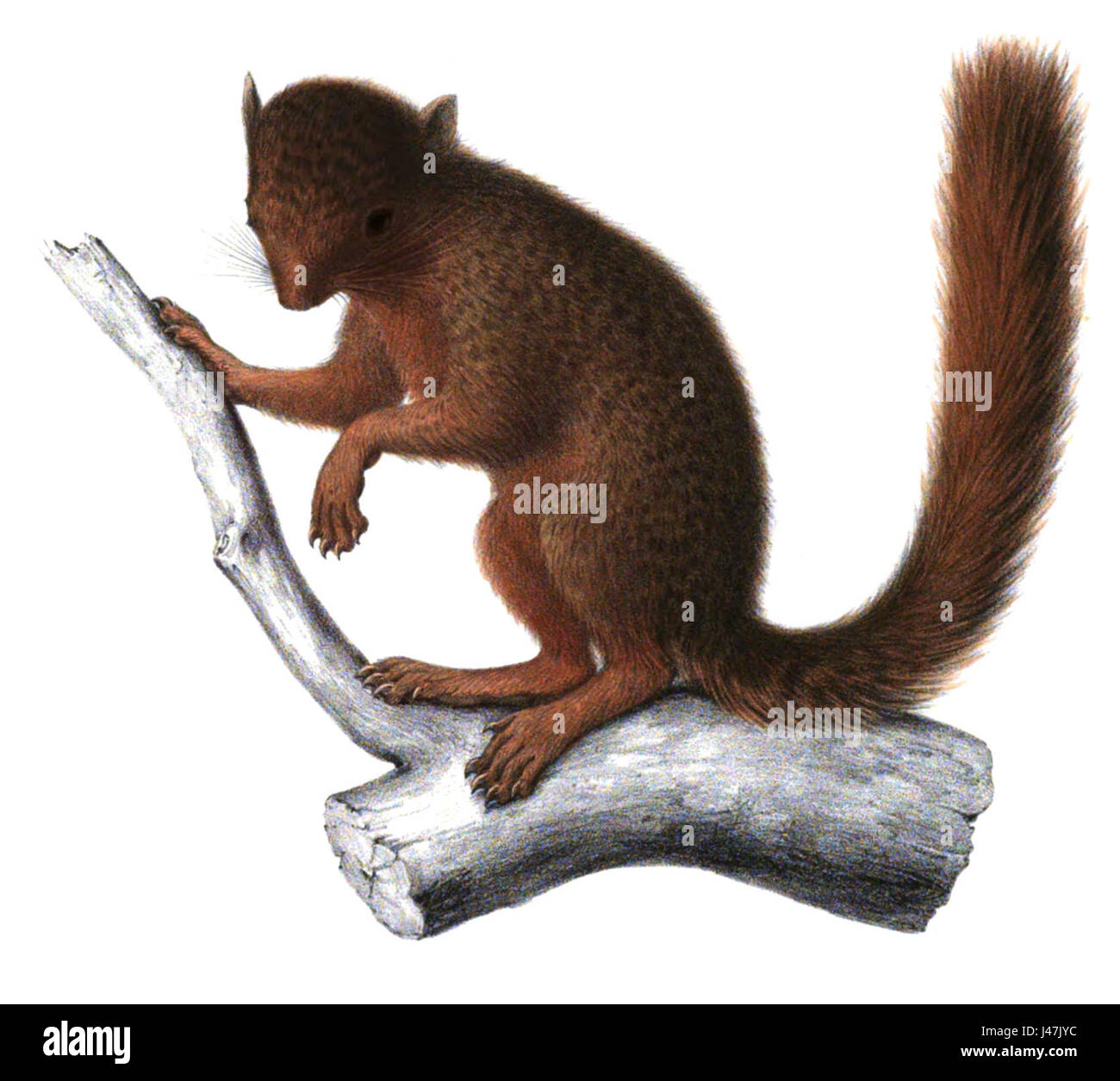 Paraxerus Palliatus High Resolution Stock Photography and Images - Alamy