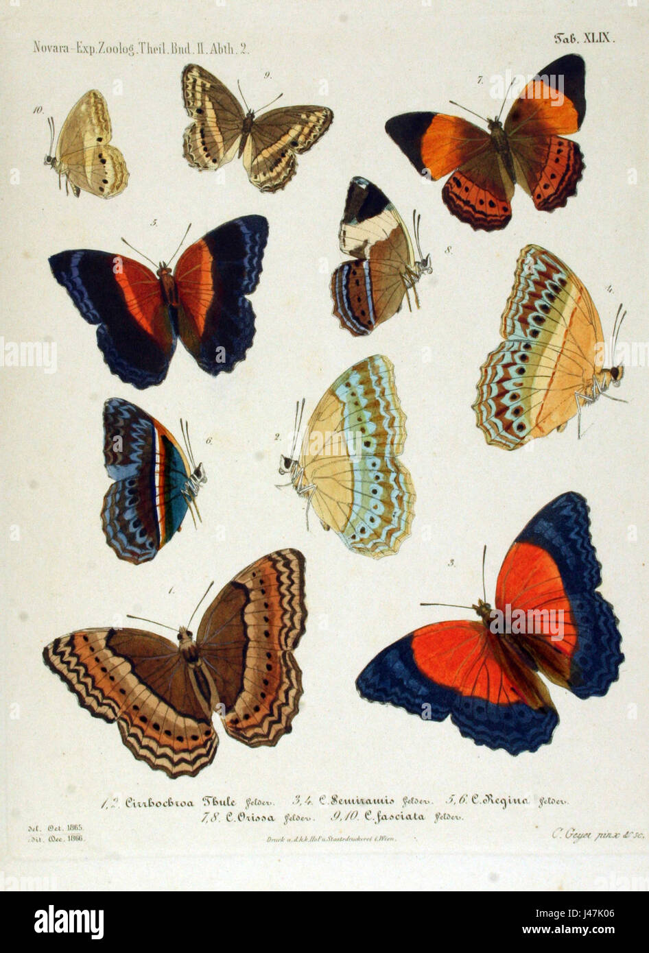 This image is part of a zoological atlas detailing Lepidoptera ...