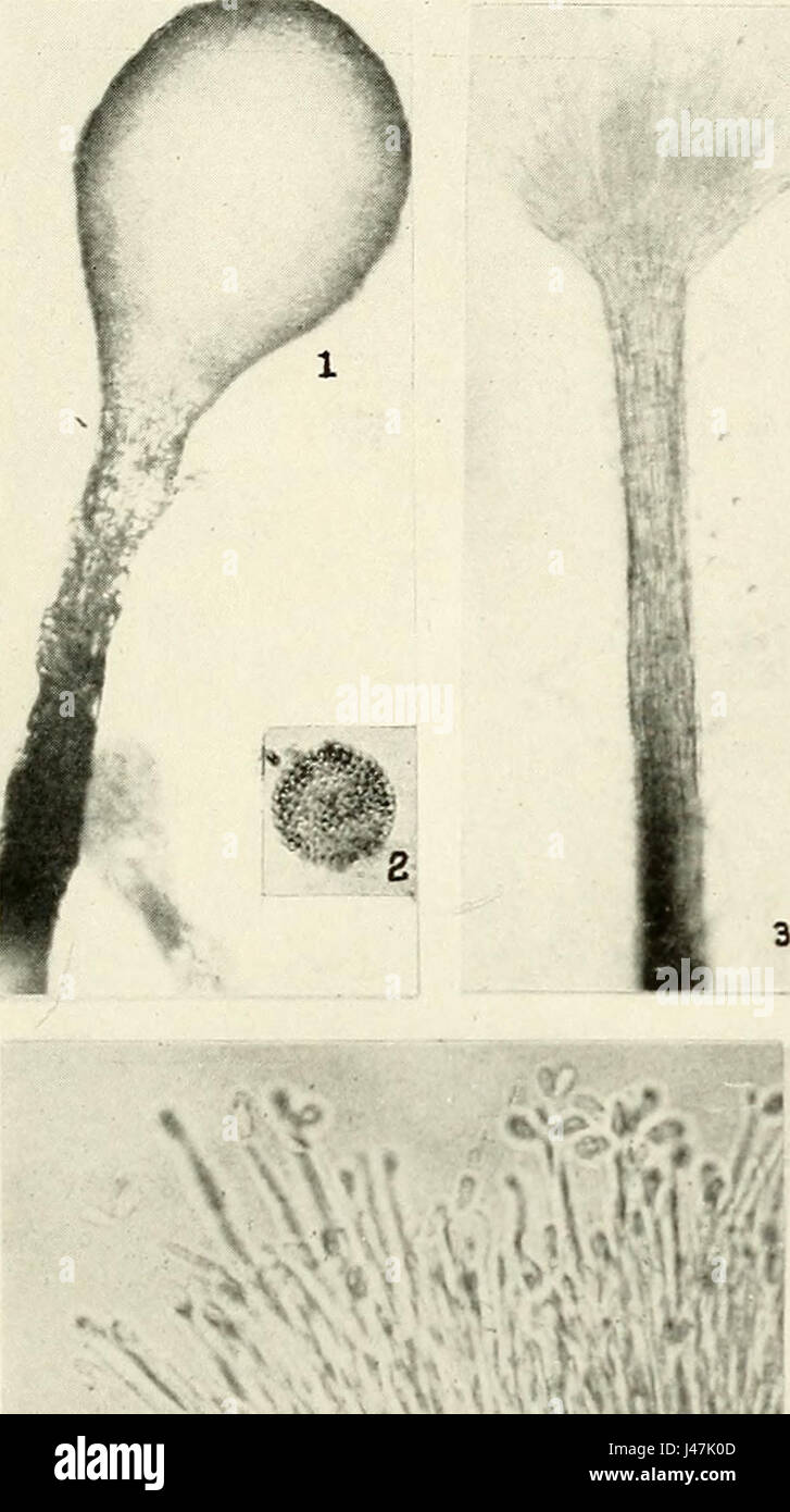 Ophiostoma ulmi coremium refers to a fungal species known for causing ...