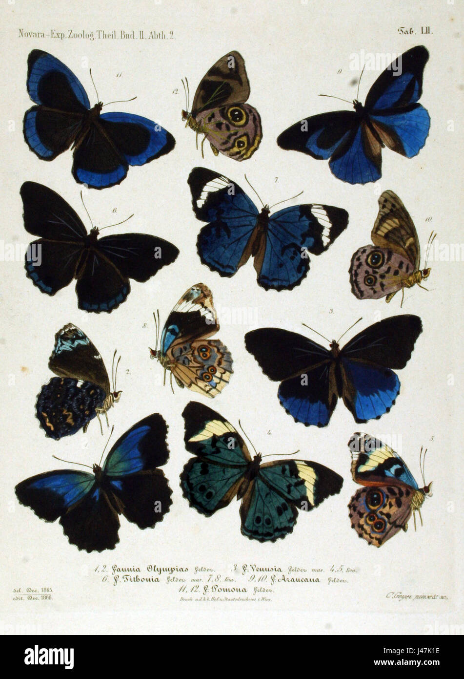 This image is part of a zoological atlas focusing on Lepidoptera ...