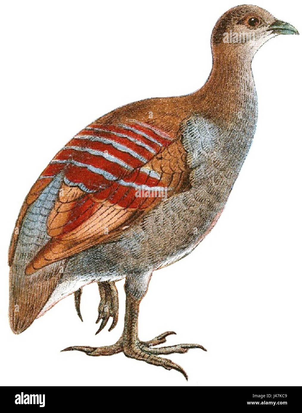 The Painted Megapode, a bird known for its colorful plumage, is ...