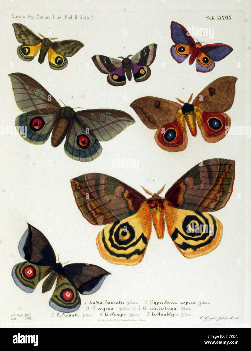 The Novara Expedition Zoological Atlas, specifically the Lepidoptera ...