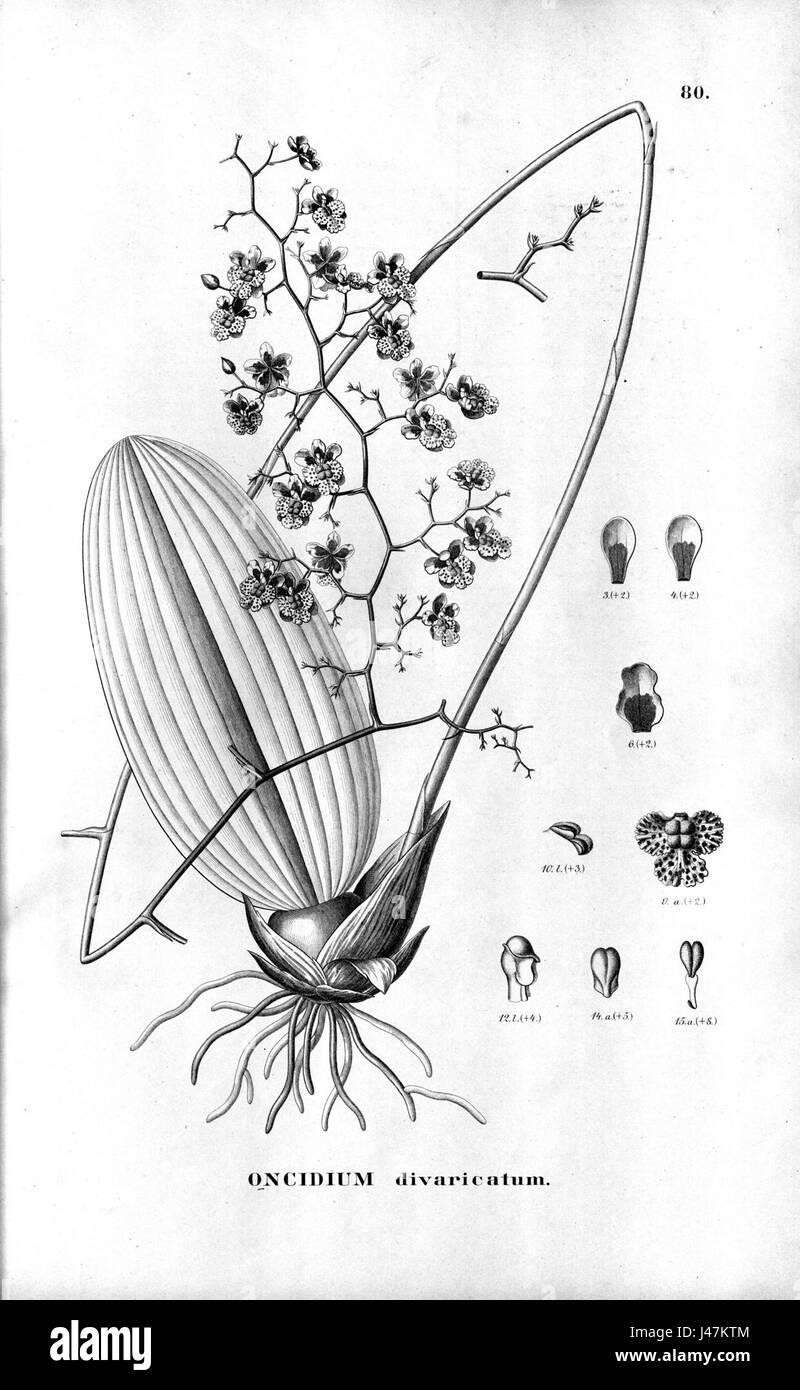 3 80 Black and White Stock Photos & Images - Alamy