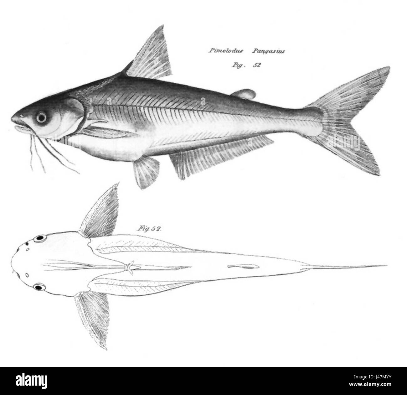 Farmed species hi-res stock photography and images - Alamy