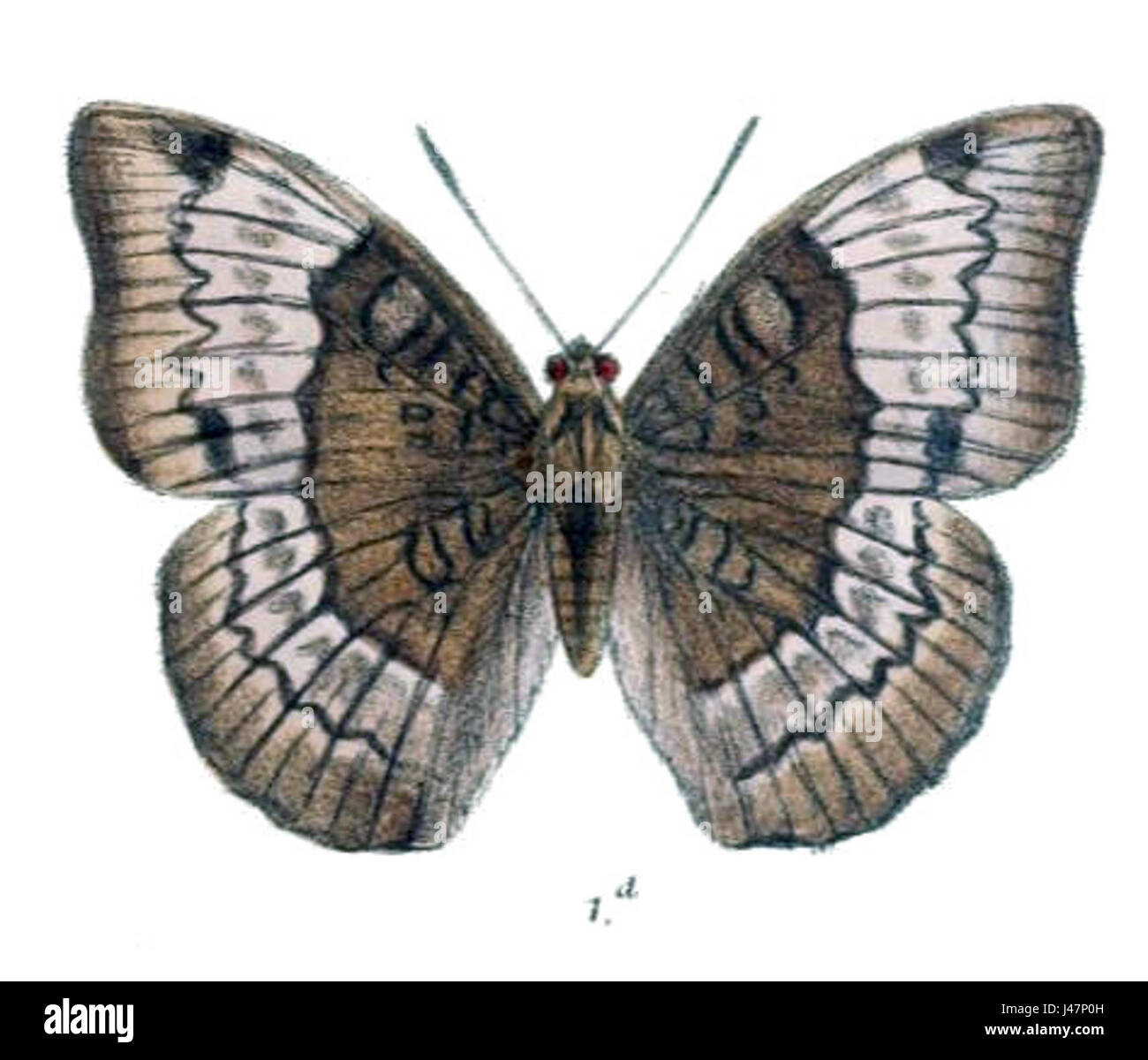 1d art Cut Out Stock Images & Pictures - Alamy