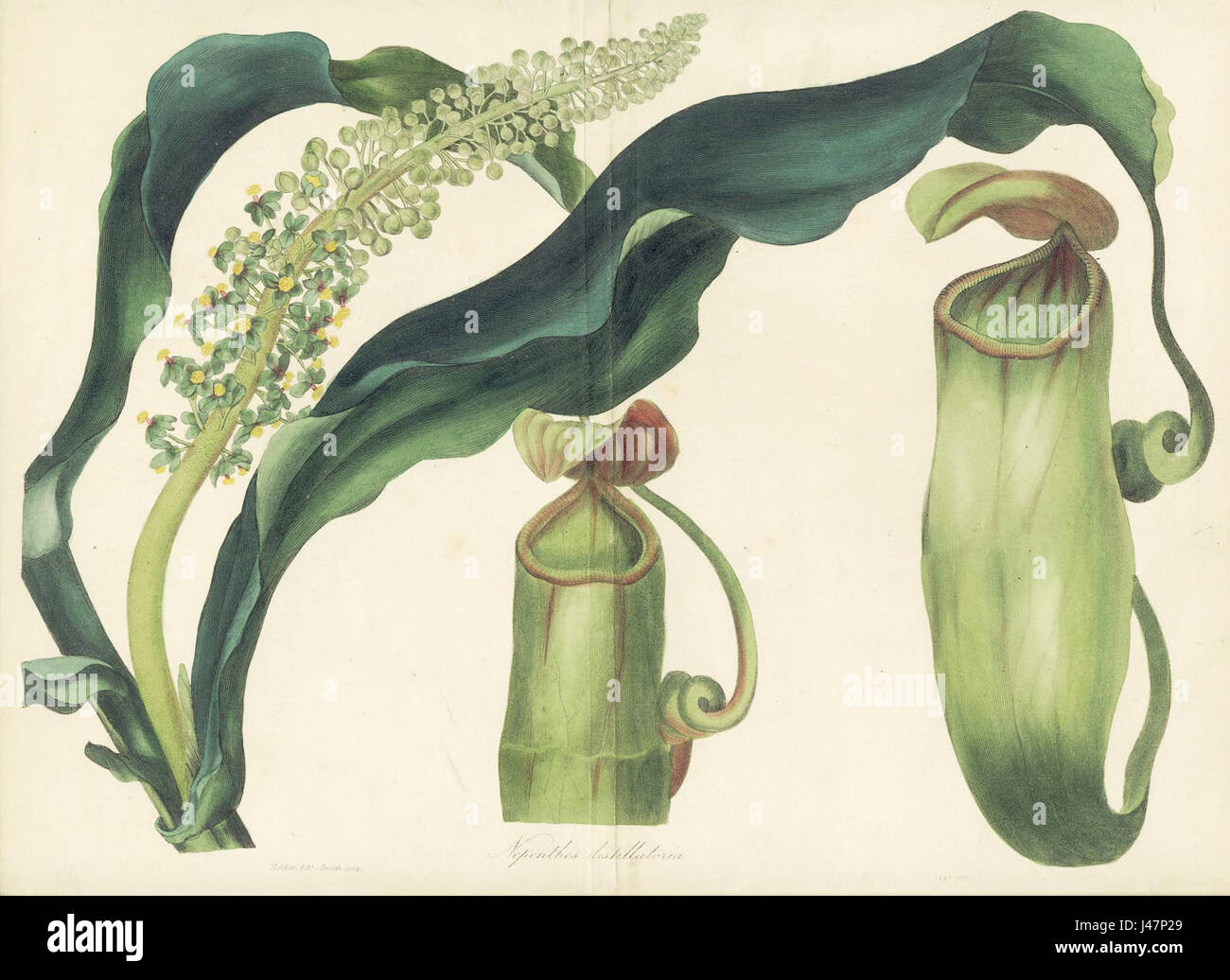 Nepenthes distillatoria, a species of tropical pitcher plant, is ...