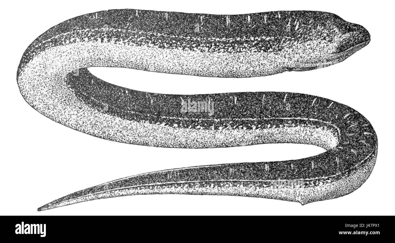 Monopterusalbus hi-res stock photography and images - Alamy