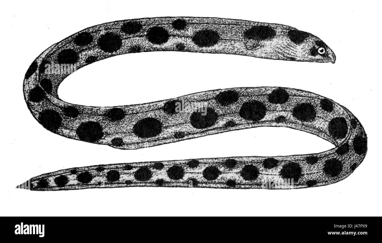 Moray eel in sea Cut Out Stock Images & Pictures - Alamy