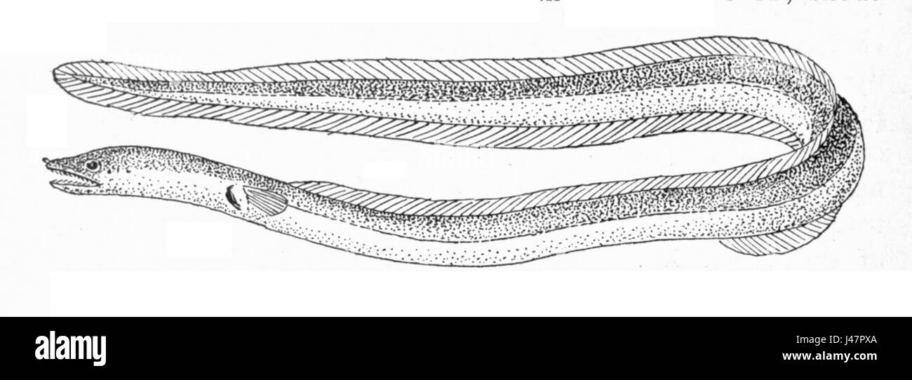 Mediterranean ecosystems Black and White Stock Photos & Images - Alamy