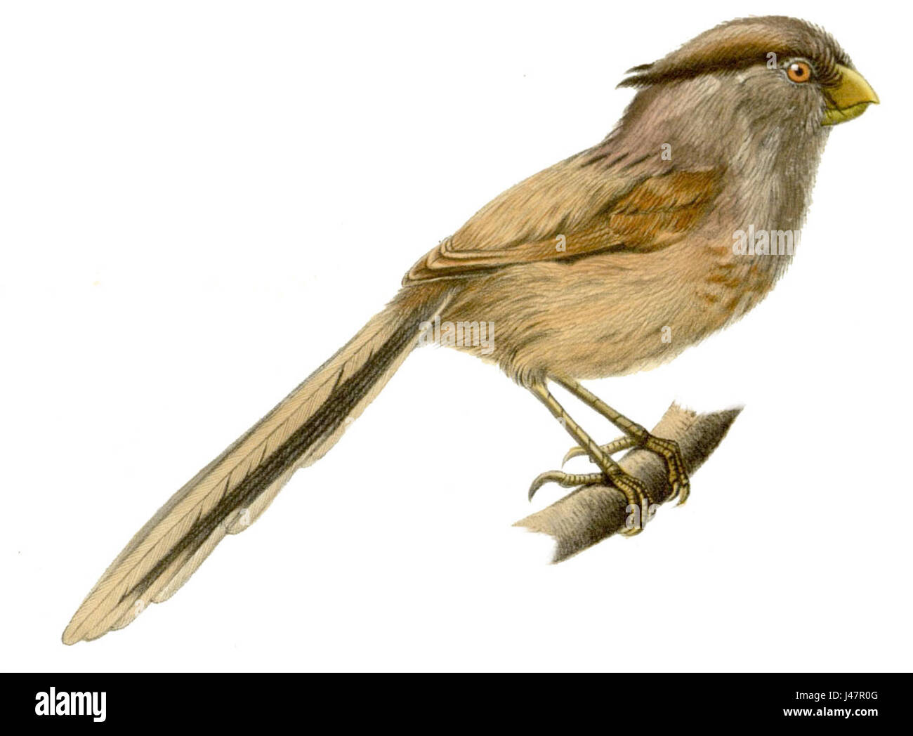 The reed parrotbill (Paradoxornis heudei) is a small bird native to ...