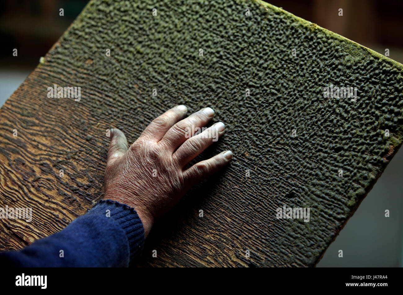 Picture by Tim Cuff - 20 October 2016 - A scraper in the hop kiln ...