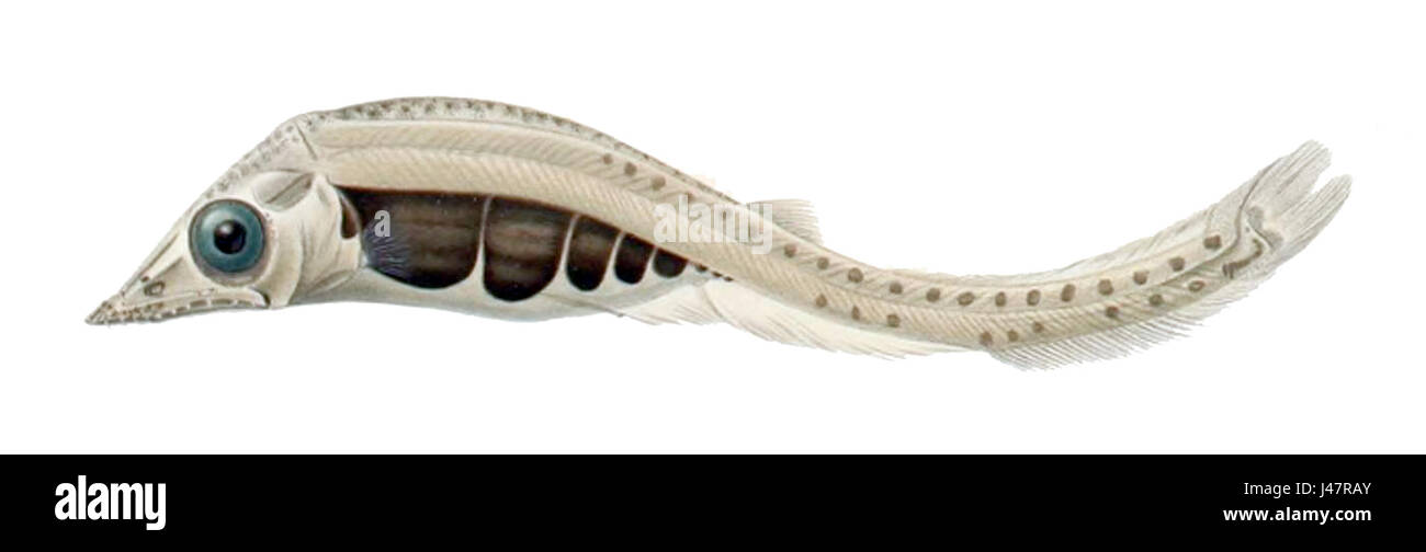 Paralepis elongata hi-res stock photography and images - Alamy
