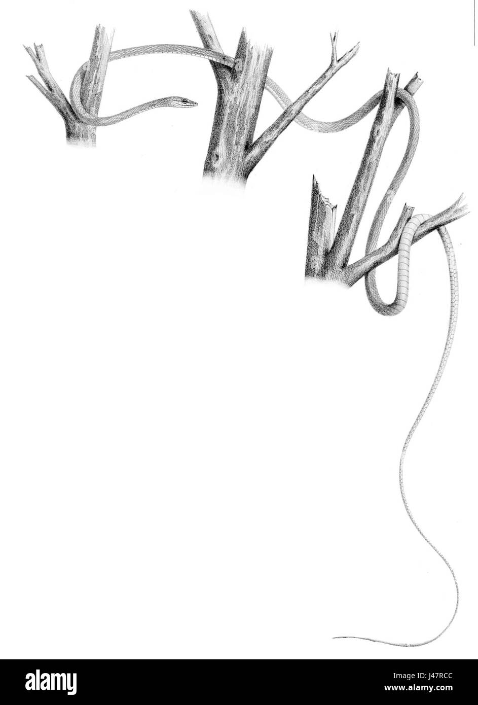 Reptile hunting hi-res stock photography and images - Alamy